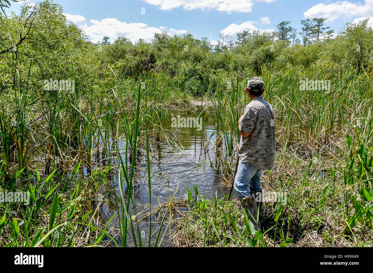 A Big Cypress swamp buggy tour guide looks over a pond / gater hole in ...