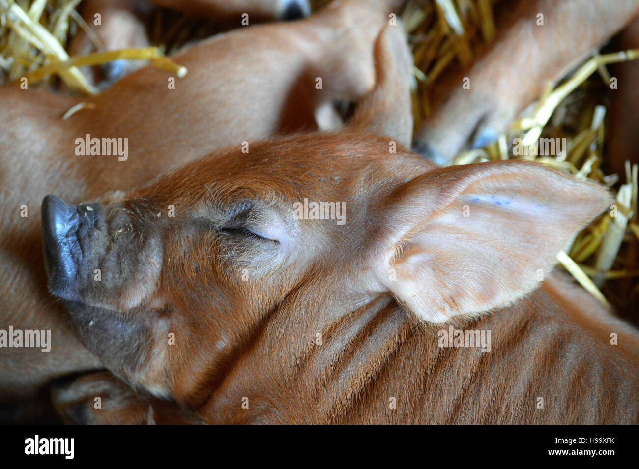 Piglet Sleeping in the Hay Stock Photo - Alamy