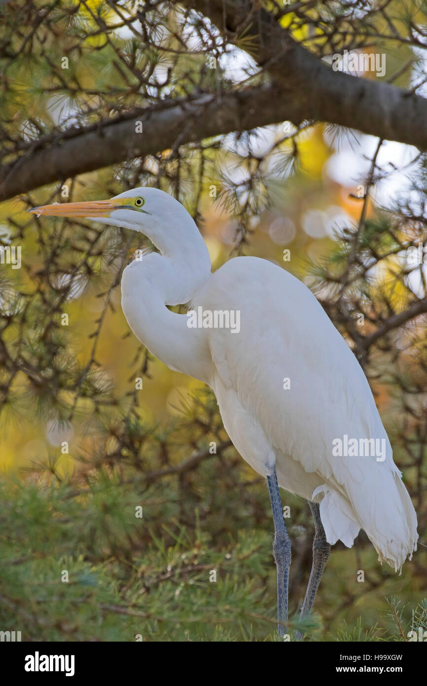Bird great egret at Los Angeles area park Stock Photo - Alamy