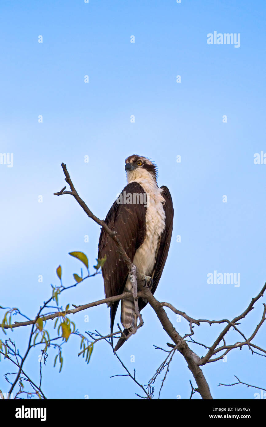 Bird osprey at high tree perch over looking the Los Angeles River Stock ...
