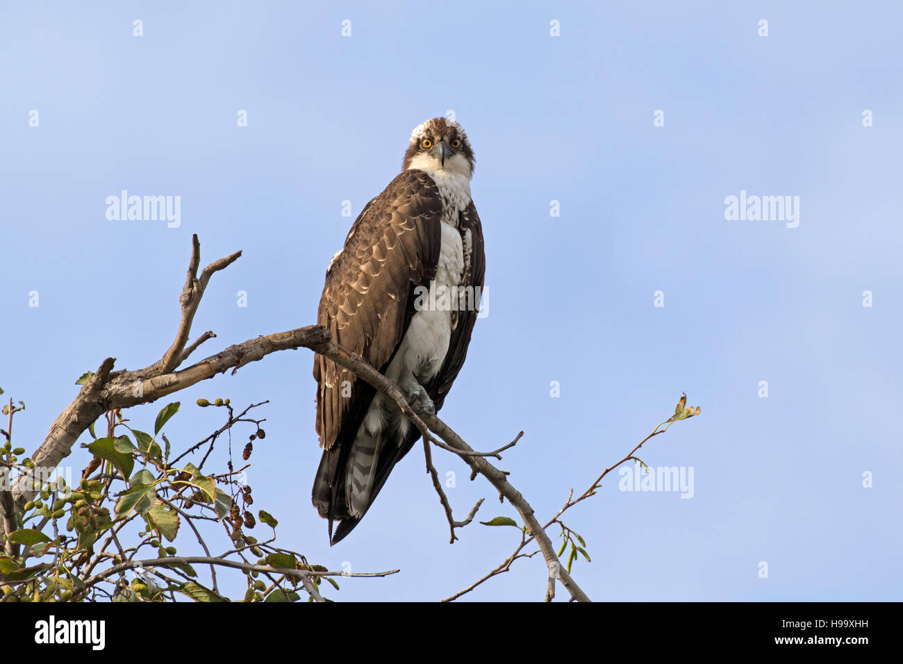 Osprey tree limb hi-res stock photography and images - Alamy
