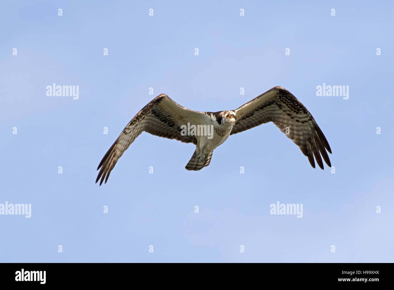 Bird osprey flying over the Los Angeles River Stock Photo - Alamy