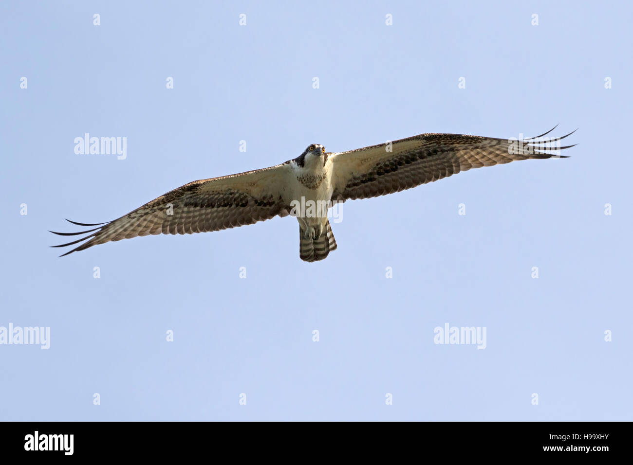 Bird osprey flying over the Los Angeles River Stock Photo - Alamy