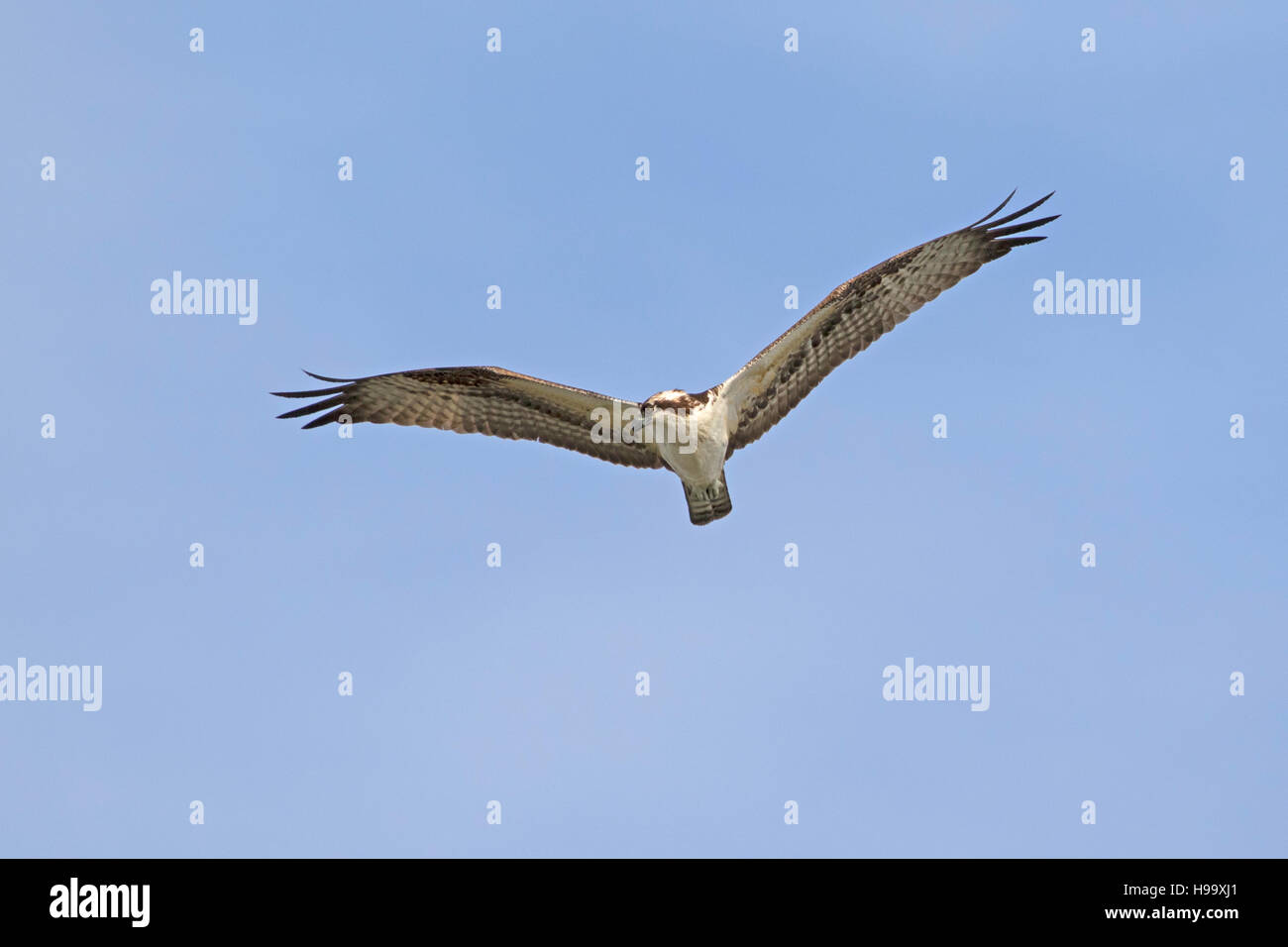 Bird osprey flying over the Los Angeles River Stock Photo - Alamy