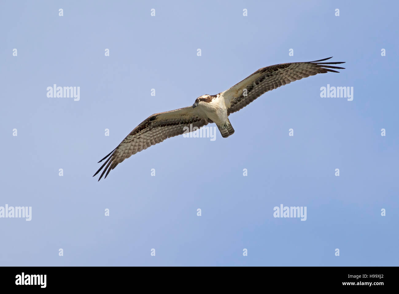 Bird osprey flying over the Los Angeles River Stock Photo - Alamy
