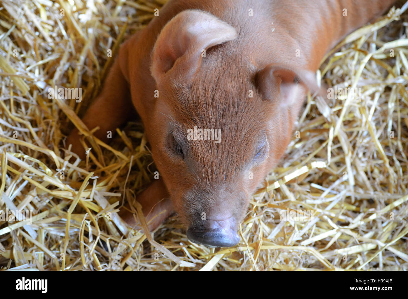 Piglet Sleeping in the Hay Stock Photo - Alamy