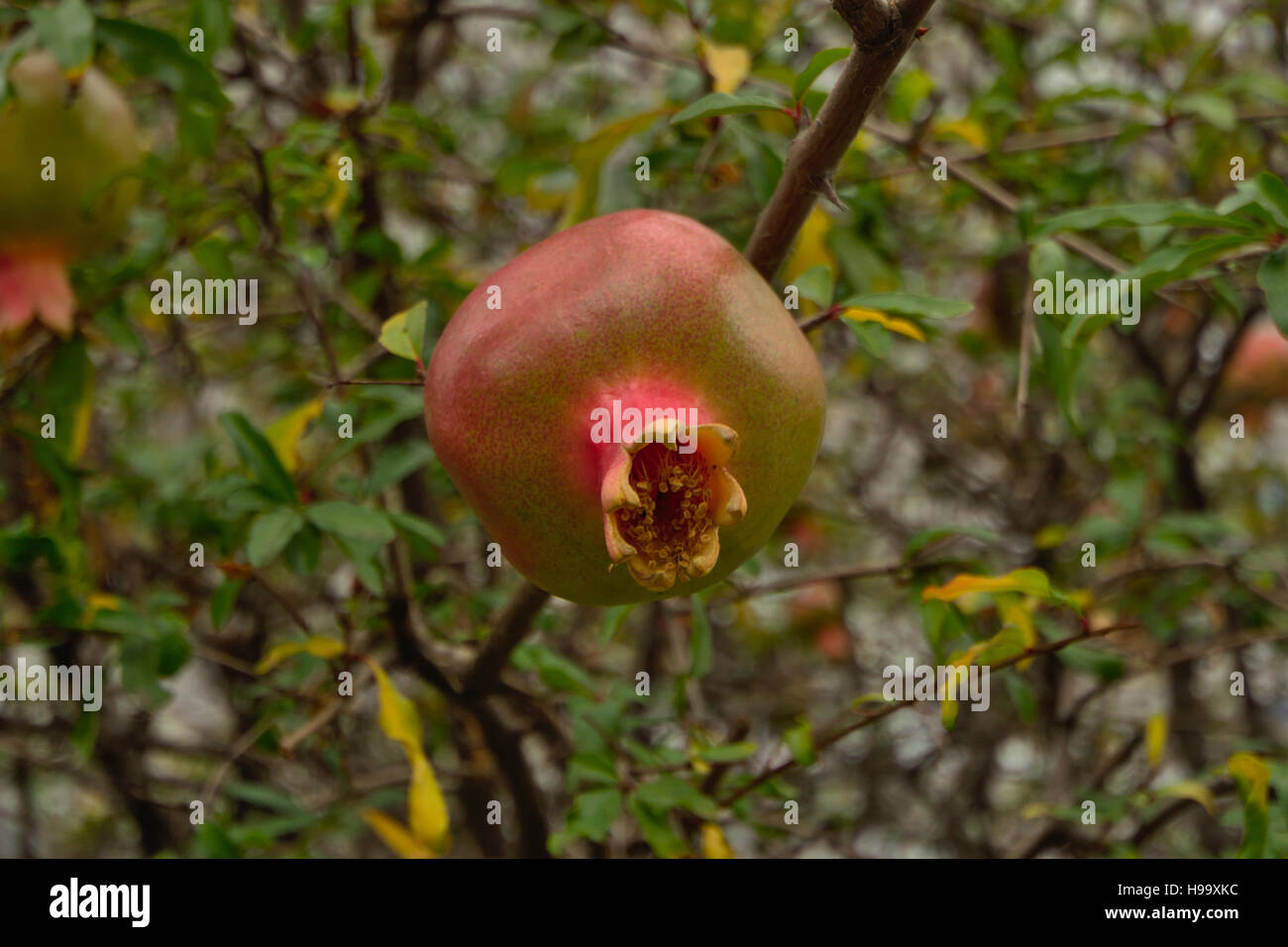 Pomegranate tree garden hi-res stock photography and images - Alamy