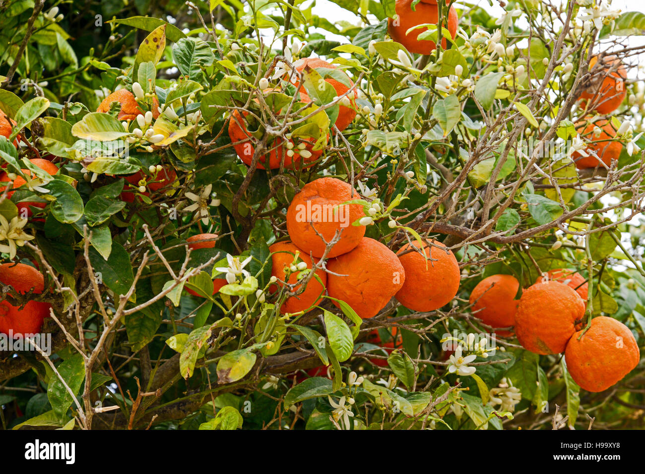 Oranges - Malta Stock Photo - Alamy