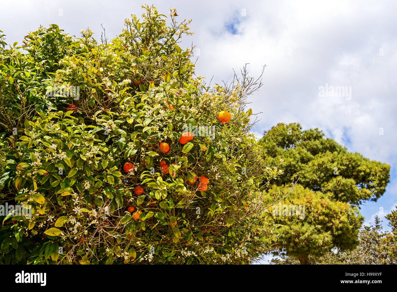 Oranges in trees malta hi-res stock photography and images - Alamy