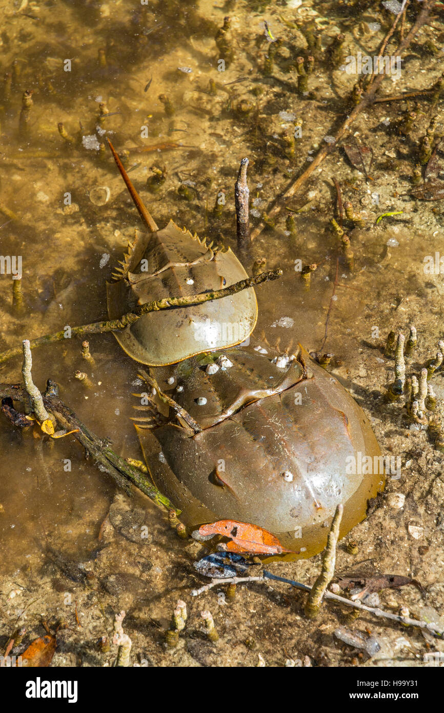 Florida, Sanibel Island, J.N. "Ding" Darling National Wildlife Refuge ...