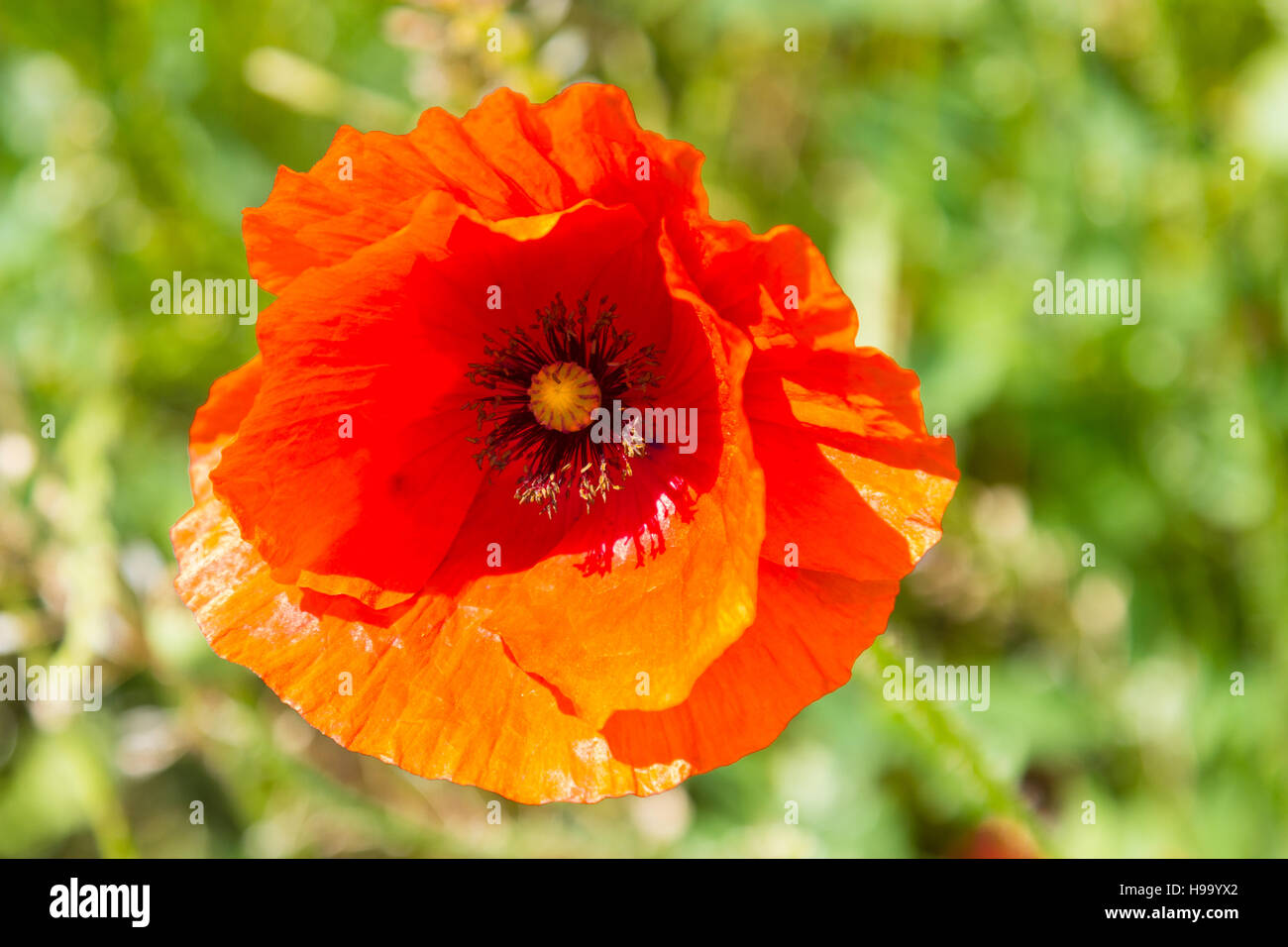 Closeup wild red poppy flower on green meadow, beauty in nature Stock ...