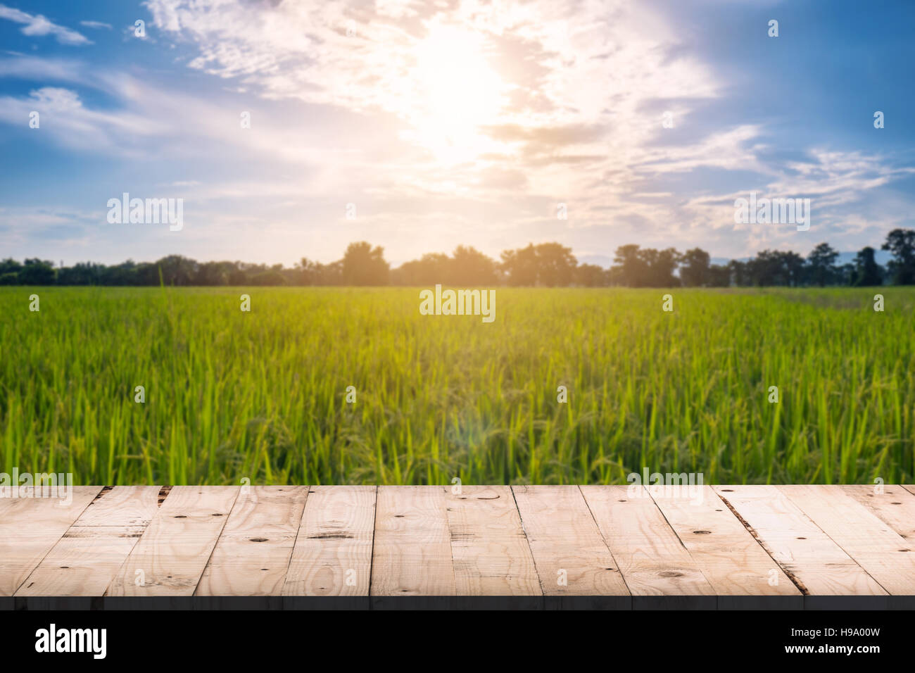 Wooden board table front and blurred background rice field sunlight for ...