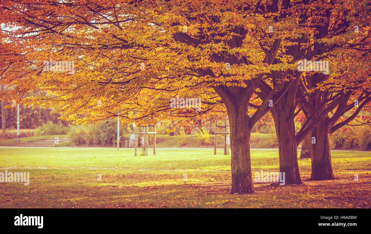 Young and old trees in autumn. Park in the fall scenery. Nature outdoor ...