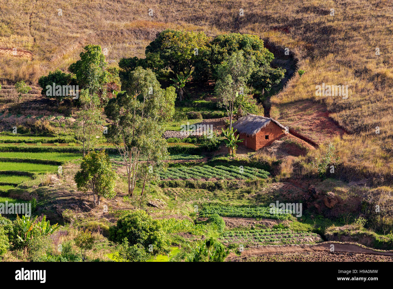 Malagasy farm, traditional hut and small terraced fields with rice and ...