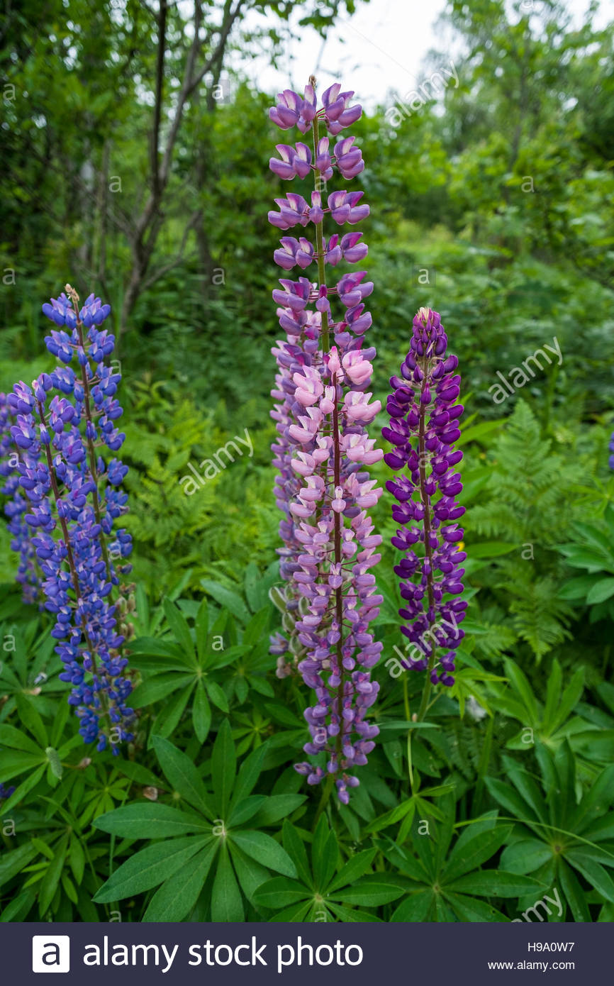 Polyphyllus High Resolution Stock Photography and Images - Alamy