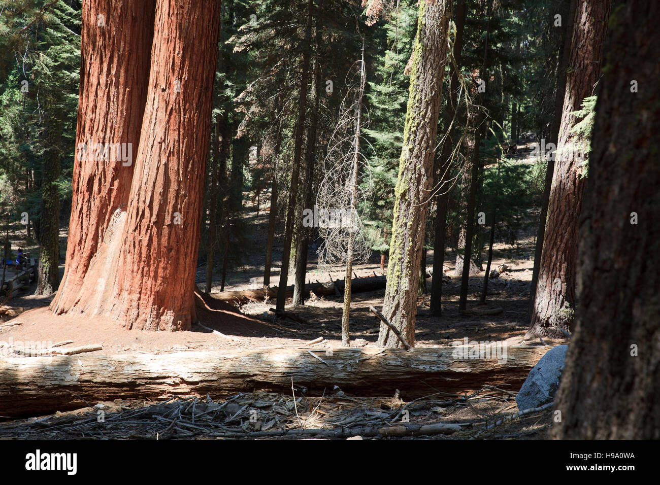 Giant Sequoia (Sequoiadendron giganteum) and spruce tree trunks ...