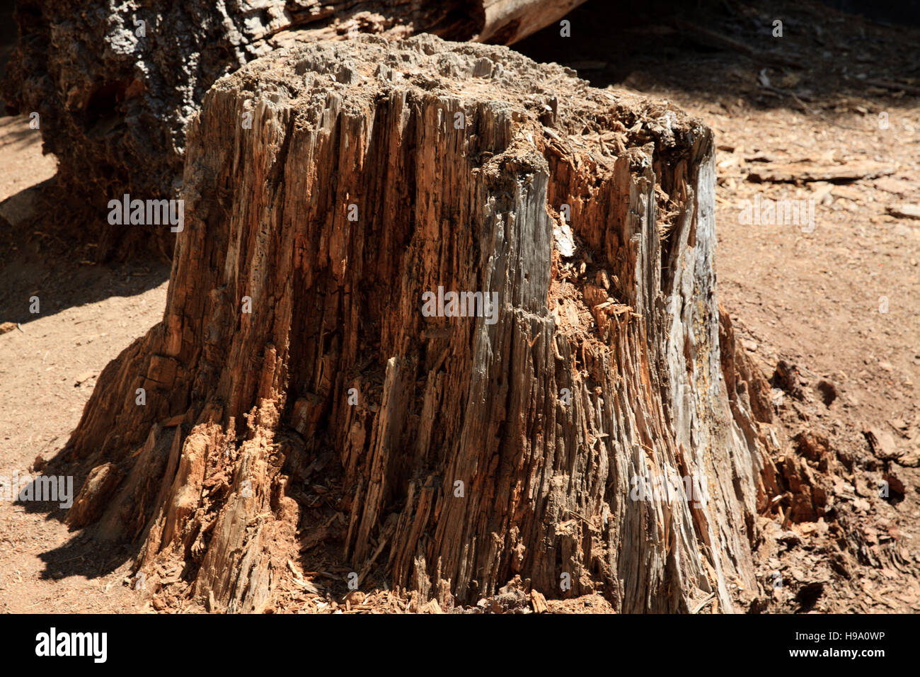 Giant Sequoia (Sequoiadendron giganteum) and spruce tree trunks ...