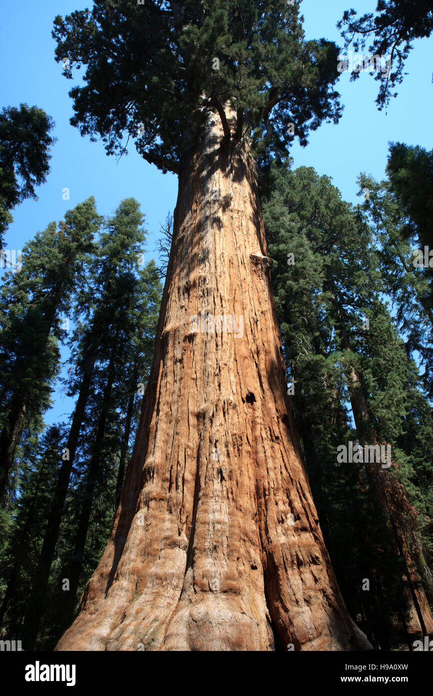 Giant Sequoia (Sequoiadendron giganteum) and spruce tree trunks ...