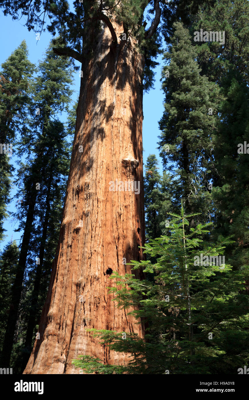 Giant Sequoia (Sequoiadendron giganteum) and spruce tree trunks ...