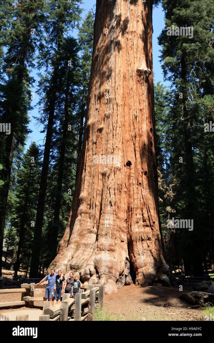 Giant Sequoia (Sequoiadendron giganteum) and spruce tree trunks ...