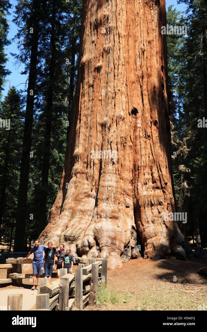 Giant Sequoia (Sequoiadendron giganteum) and spruce tree trunks, Sequoia National Park ...