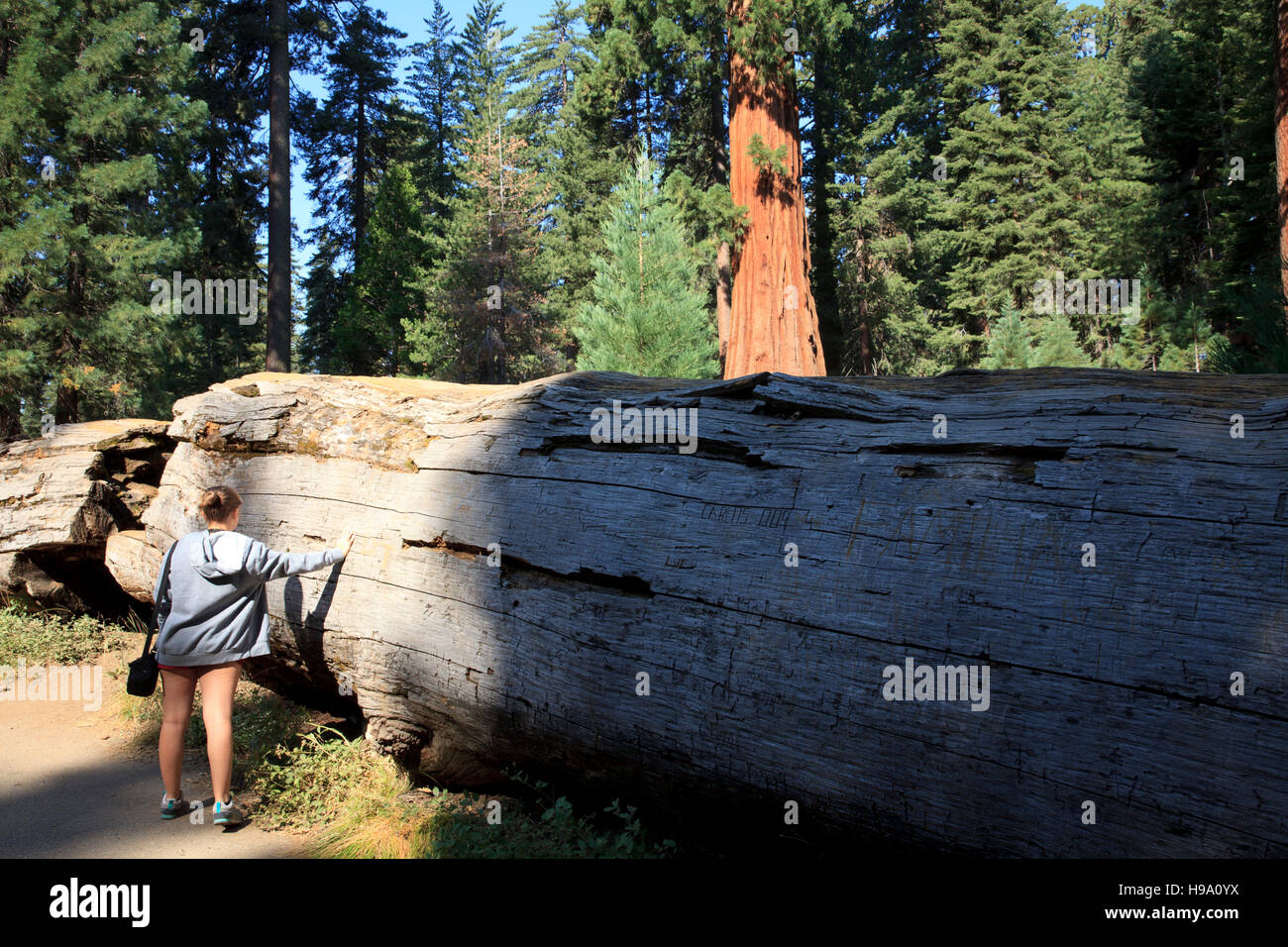 Giant Sequoia (Sequoiadendron giganteum) and spruce tree trunks, Sequoia National Park ...