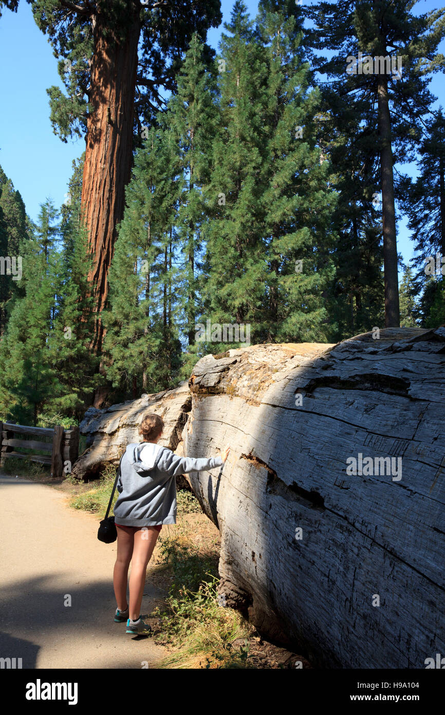 Giant Sequoia (Sequoiadendron giganteum) and spruce tree trunks ...