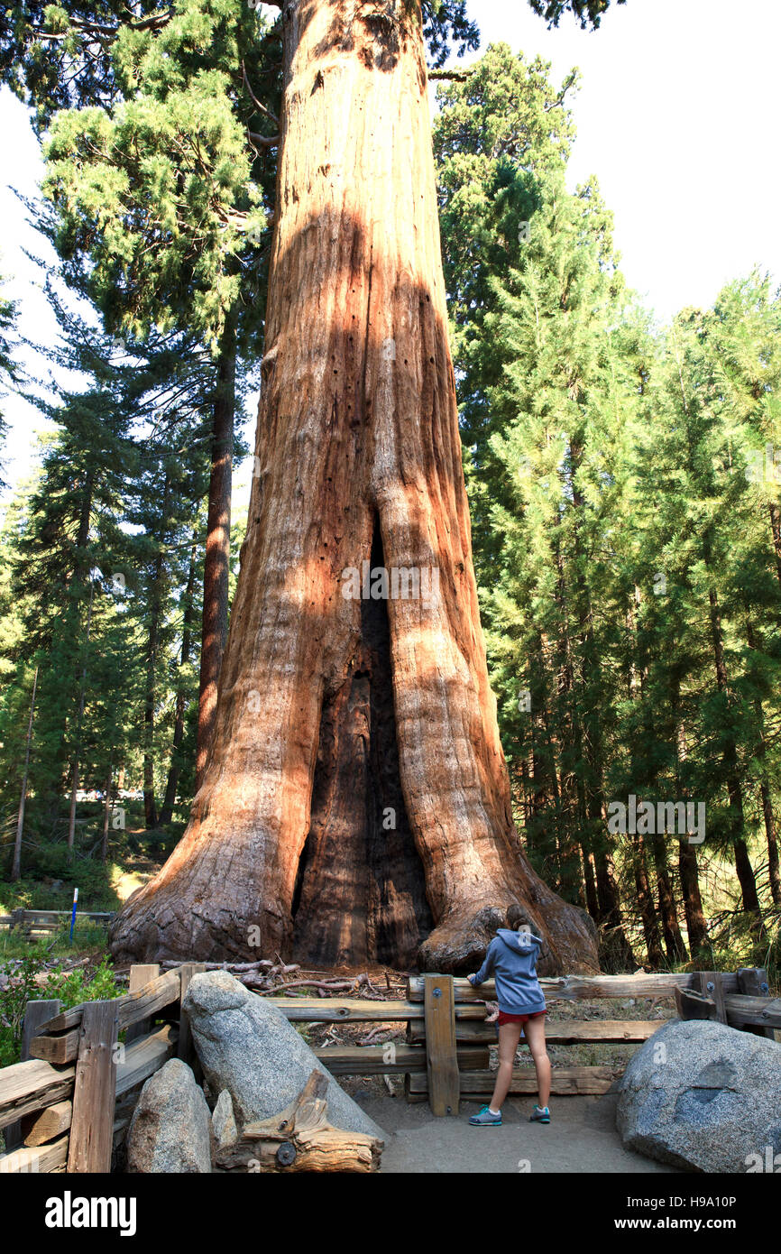 Giant Sequoia (Sequoiadendron giganteum) and spruce tree trunks ...