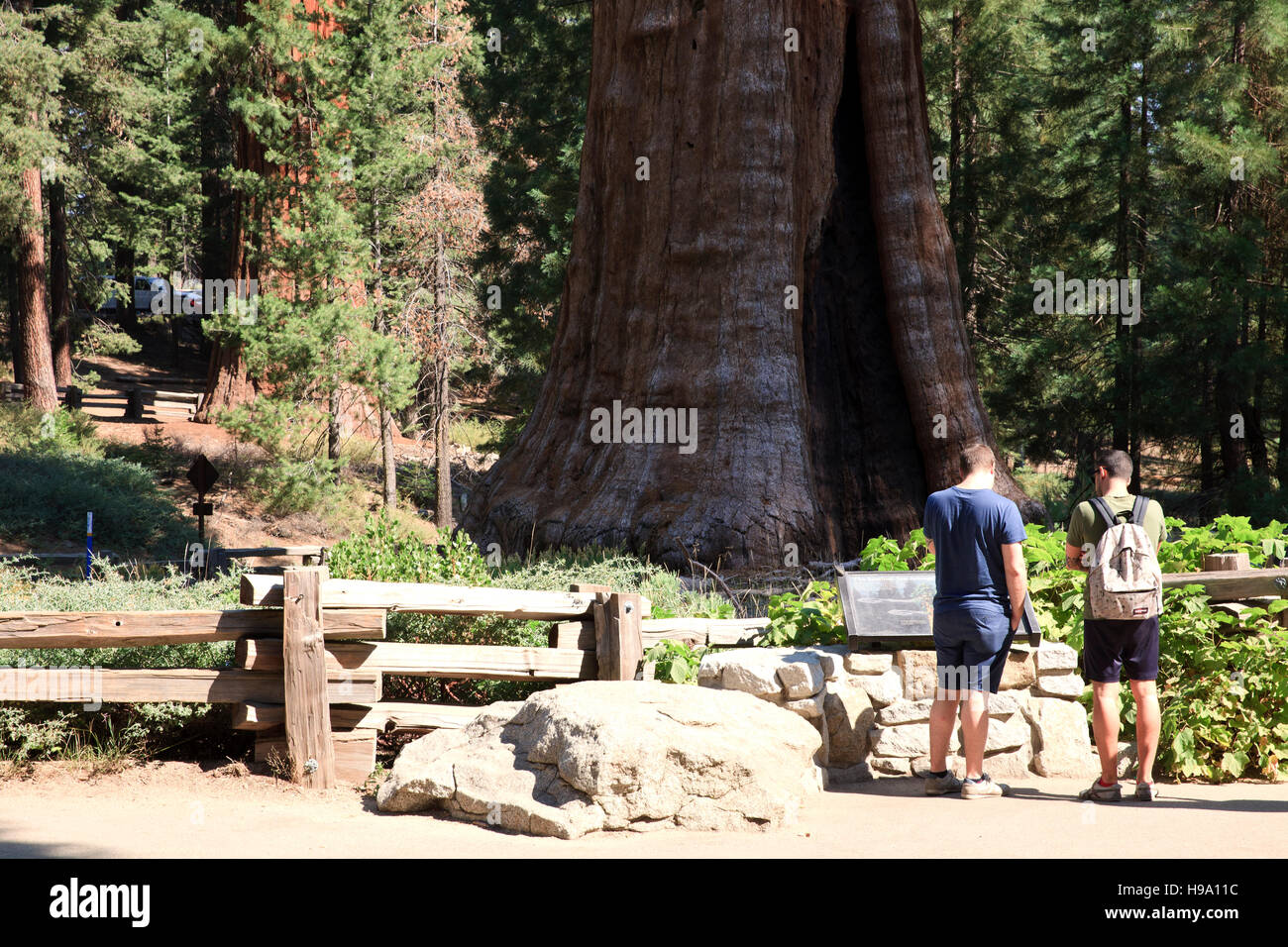Giant Sequoia (Sequoiadendron giganteum) and spruce tree trunks, Sequoia National Park ...
