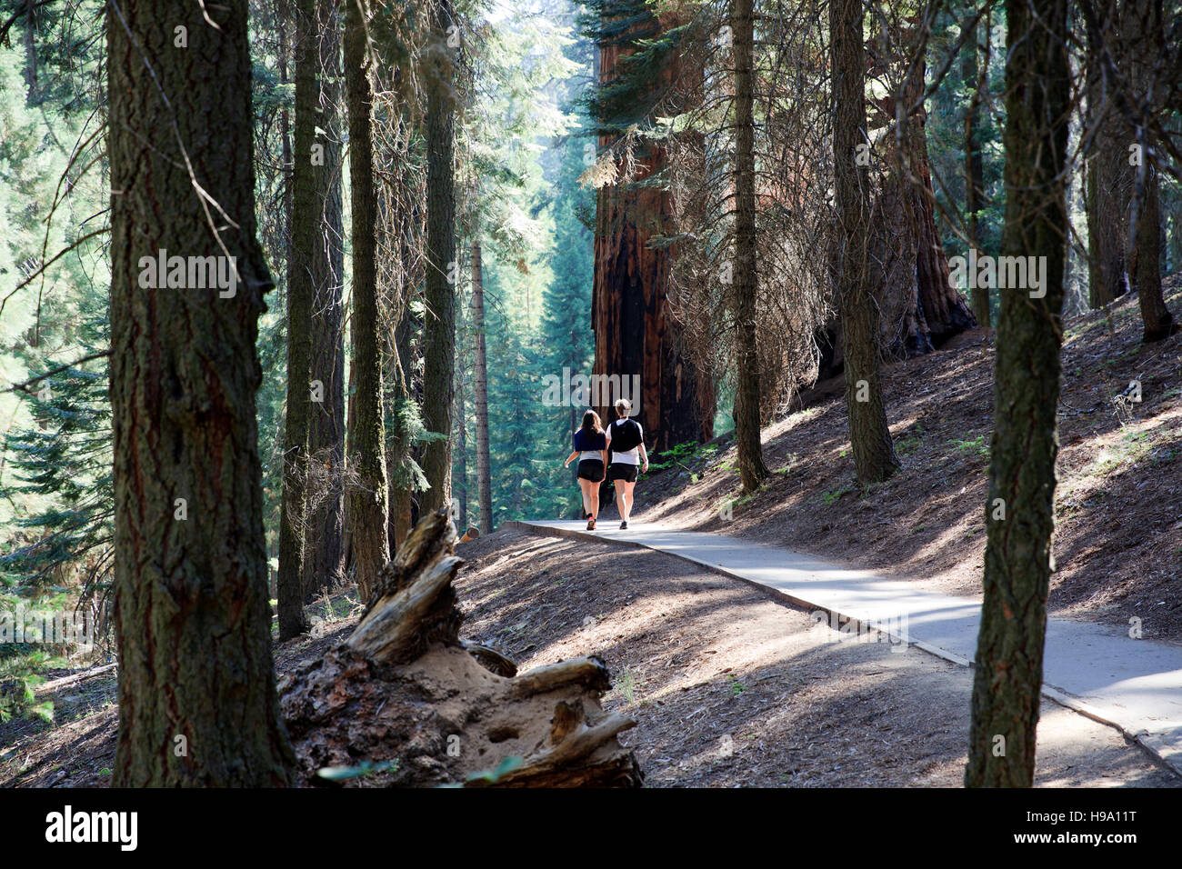 Giant Sequoia (Sequoiadendron giganteum) and spruce tree trunks ...
