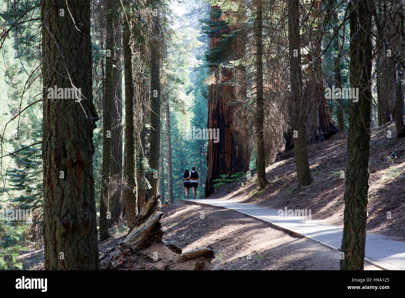 Giant Sequoia (Sequoiadendron giganteum) and spruce tree trunks ...