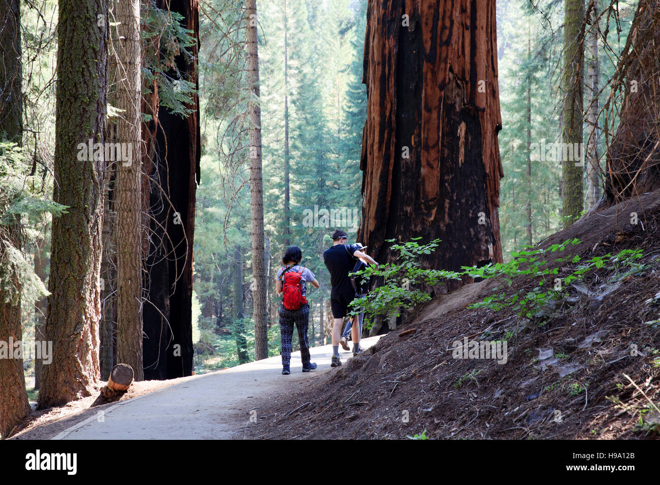Giant Sequoia (Sequoiadendron giganteum) and spruce tree trunks ...