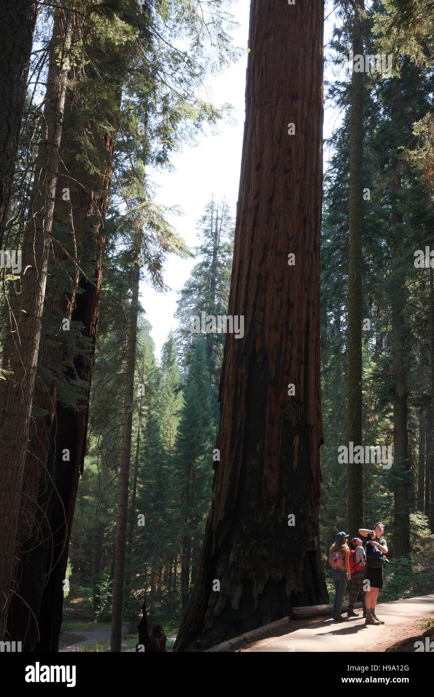 Giant Sequoia (Sequoiadendron giganteum) and spruce tree trunks, Sequoia National Park ...