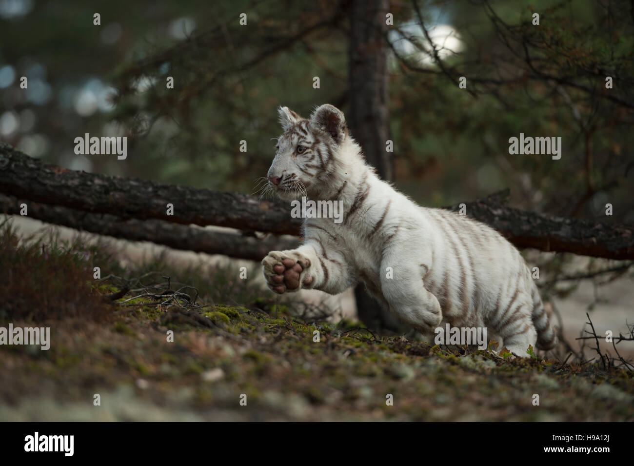 Royal Bengal Tiger / Koenigstiger ( Panthera tigris ), white morph ...