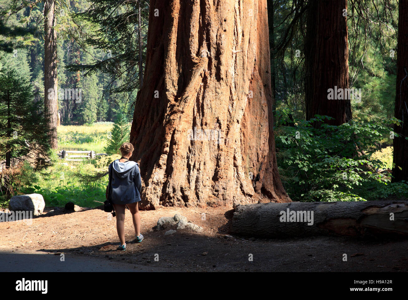 Giant Sequoia (Sequoiadendron giganteum) and spruce tree trunks ...