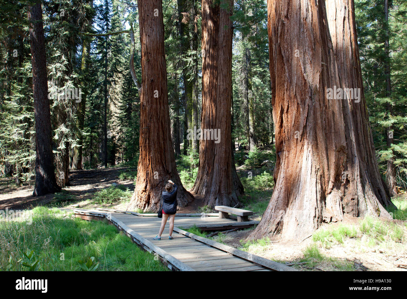 Giant Sequoia (Sequoiadendron giganteum) and spruce tree trunks, Sequoia National Park ...