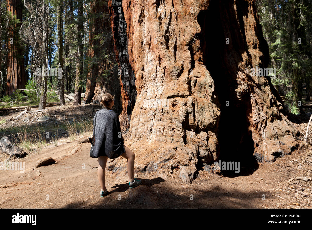 Giant Sequoia (Sequoiadendron giganteum) and spruce tree trunks, Sequoia National Park ...