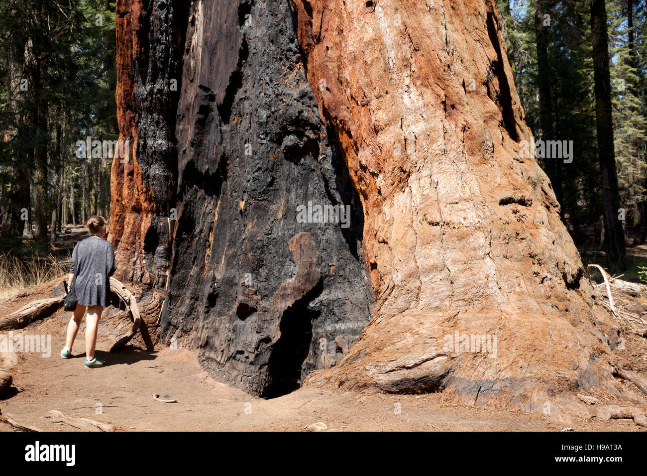 Giant Sequoia (Sequoiadendron giganteum) and spruce tree trunks, Sequoia National Park ...