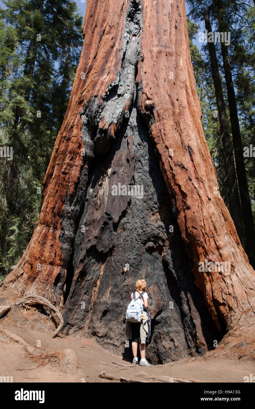 Giant Sequoia (Sequoiadendron giganteum) and spruce tree trunks, Sequoia National Park ...