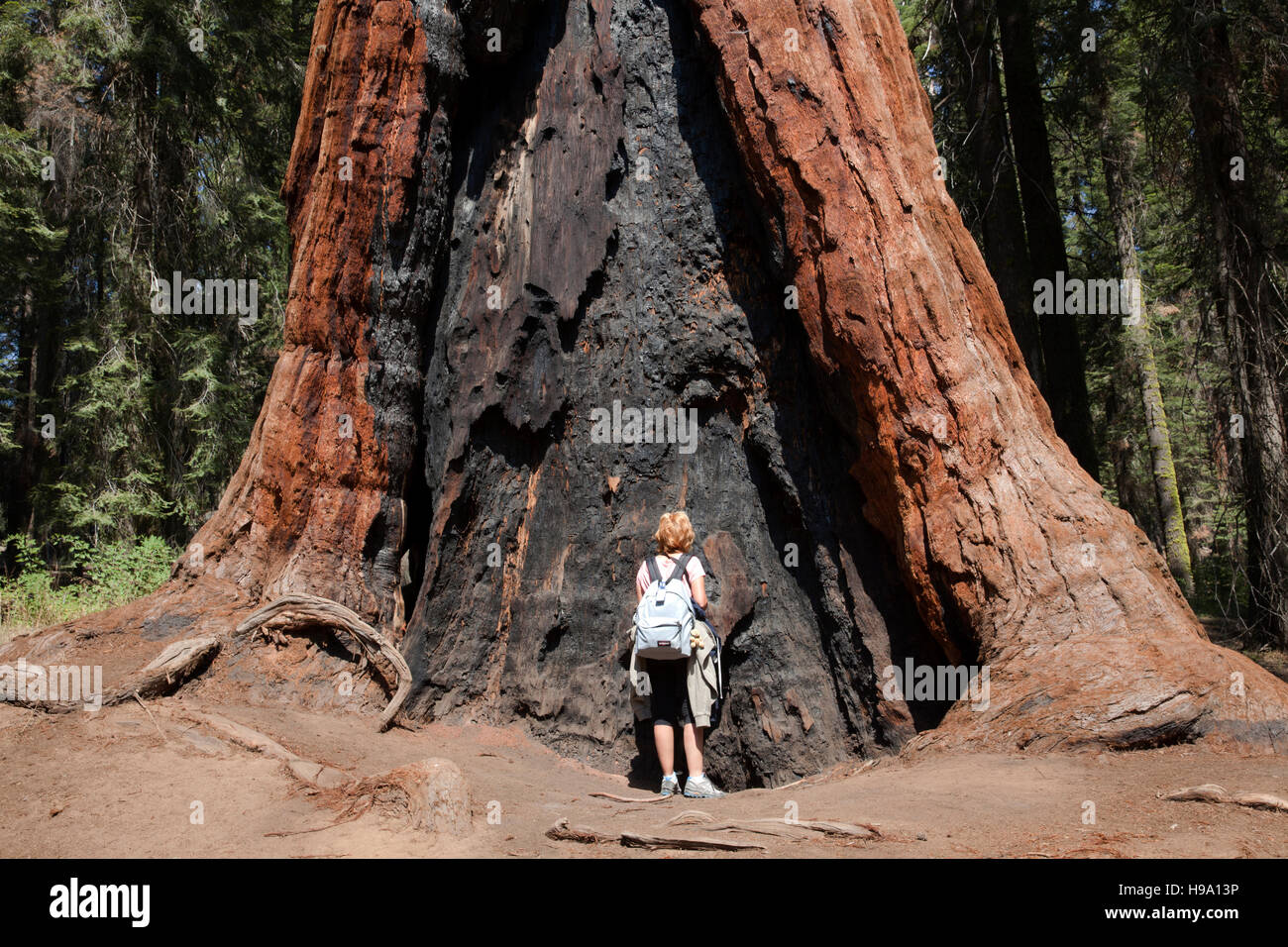 Giant Sequoia (Sequoiadendron giganteum) and spruce tree trunks ...