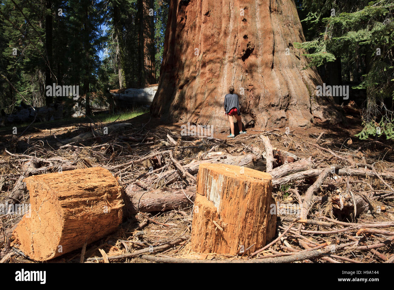 Giant Sequoia (Sequoiadendron giganteum) and spruce tree trunks, Sequoia National Park ...