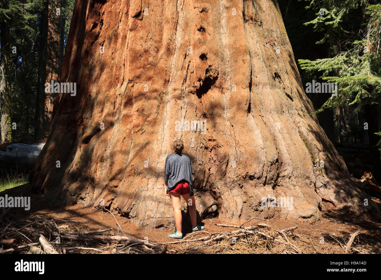 Giant Sequoia (Sequoiadendron giganteum) and spruce tree trunks ...