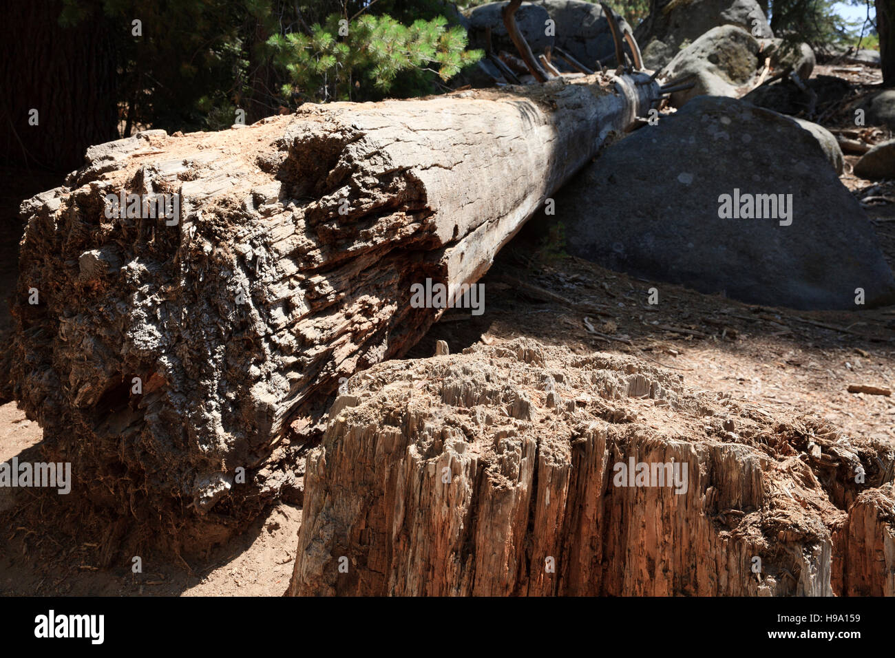 Giant Sequoia (Sequoiadendron giganteum) and spruce tree trunks ...