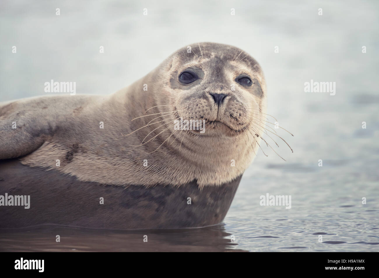 The Harbour Seal (common Seal) located at Rye Harbour, United Kingdom ...