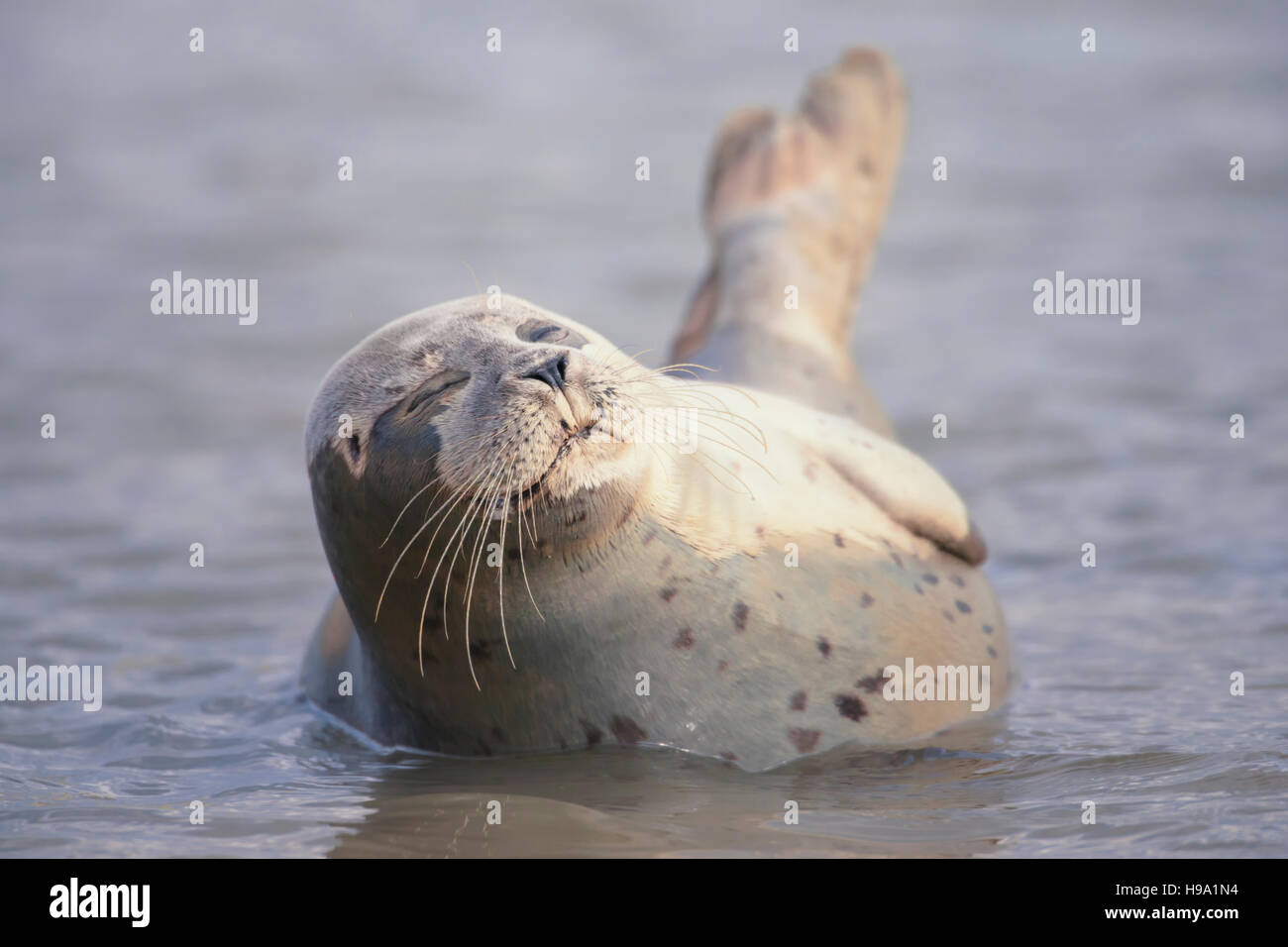 The Harbour Seal (common Seal) located at Rye Harbour, United Kingdom ...