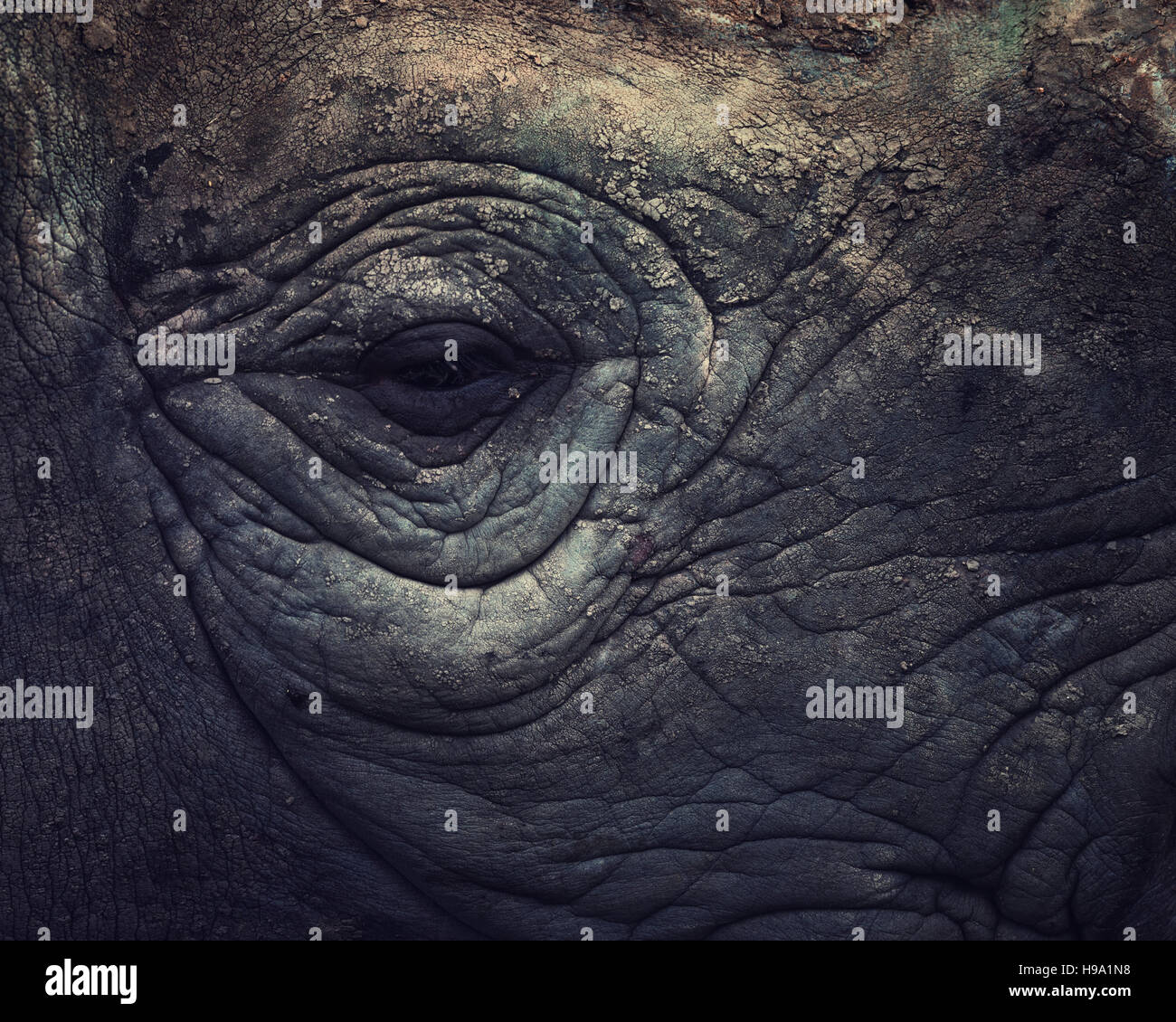 Eye of rhinoceros hi-res stock photography and images - Alamy