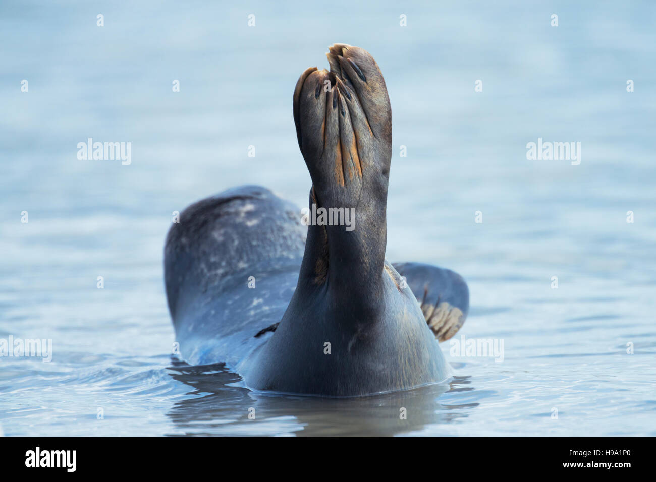 The Harbour Seal (common Seal) located at Rye Harbour, United Kingdom ...