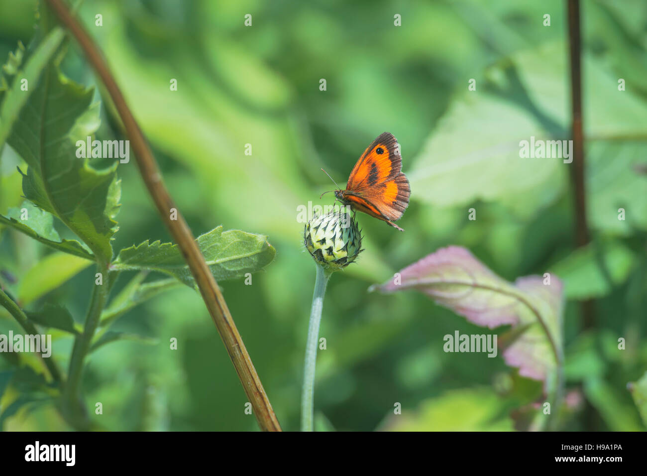 A Gatekeeper Butterfly, also known as the Hedge Brown Stock Photo - Alamy