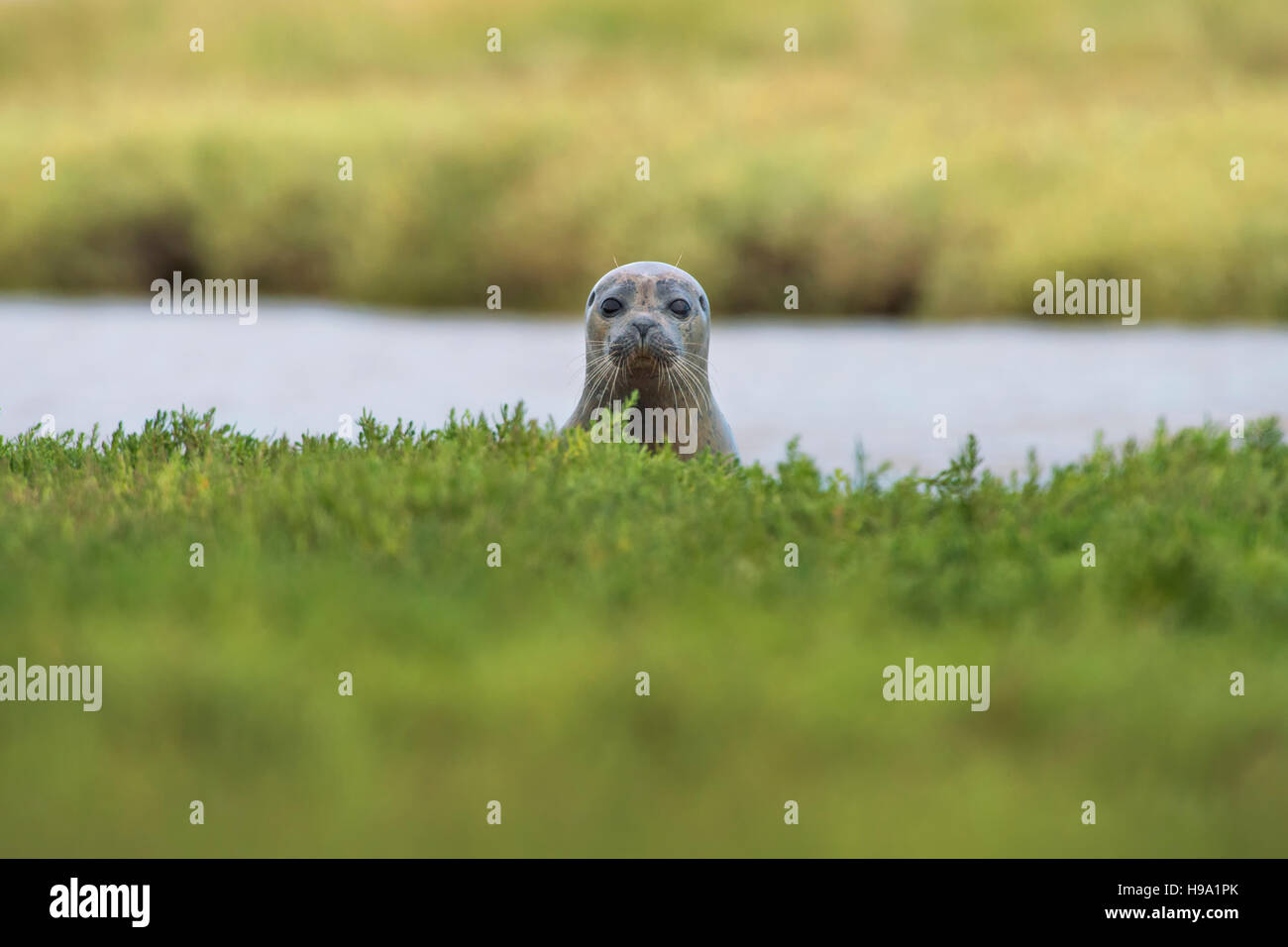 The Harbour Seal (common Seal) located at Rye Harbour, United Kingdom ...