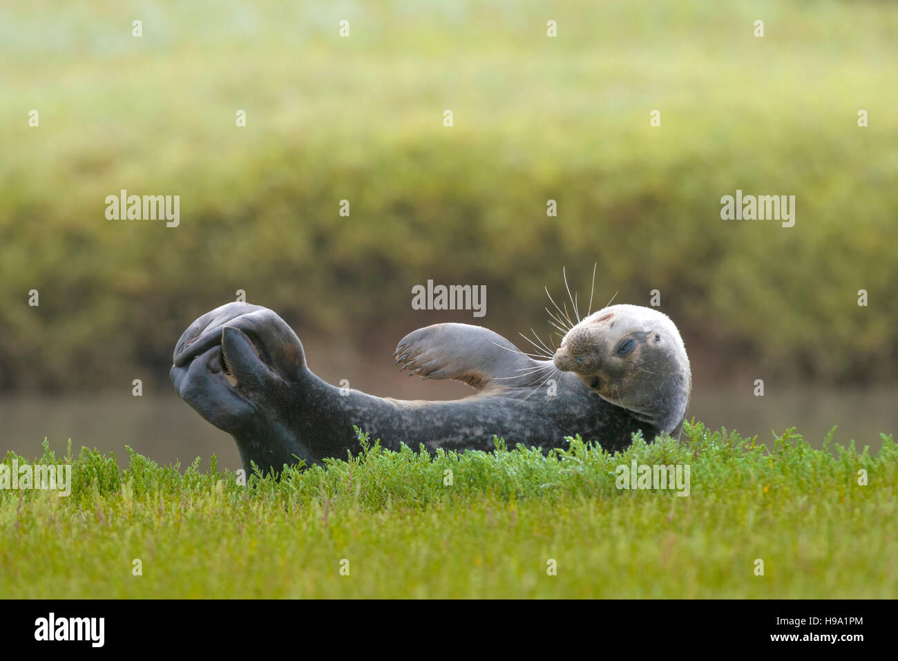 The Harbour Seal (common Seal) located at Rye Harbour, United Kingdom ...